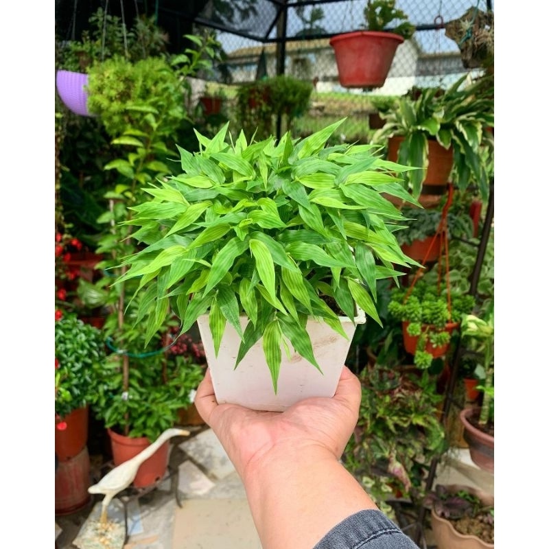 Jual Tanaman bunga Bambu Taiwan mini / bamboo japan mini / bambu mini ...