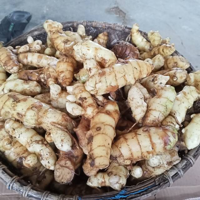Jual kunyit putih /kunir putih / temu putih 500gram | Shopee Indonesia