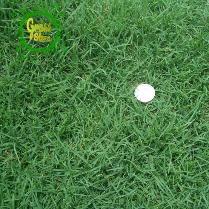 Jual benih rumput swiss 2kg - biji rumput swiss - bibit rumput swiss ...