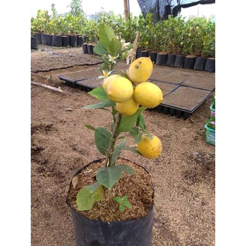 Jual Bibit Jeruk Lemon Jumbo Super | Shopee Indonesia