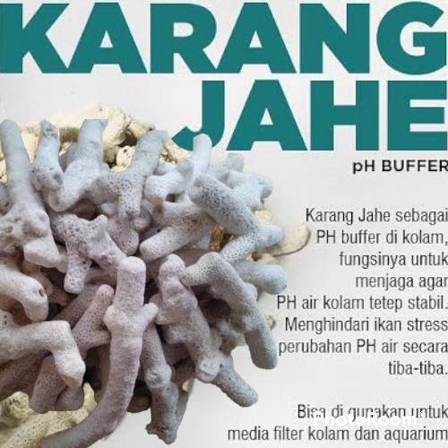 Jual Karang Jahe 1Kg Menstabilkan PH Air Dan Pengusir Kutu Ikan Sudah ...