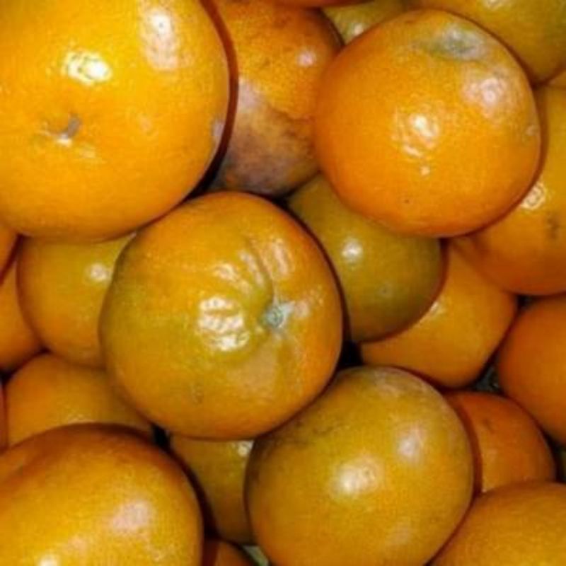 Jual Jeruk Madu Super 1kg | Shopee Indonesia