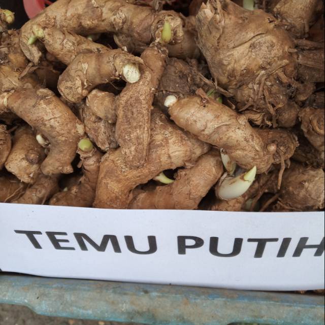 Jual Temu putih | Shopee Indonesia