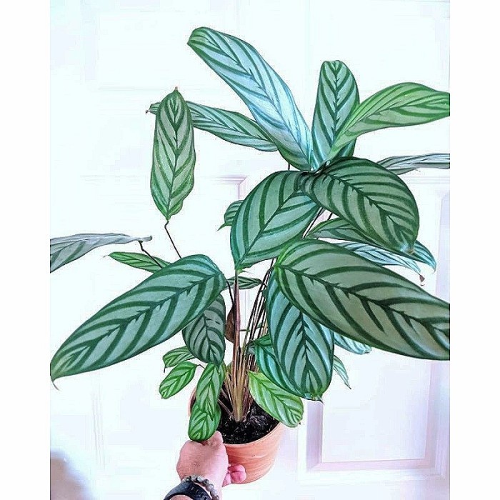 Jual Calathea Ctenanthe Setosa Beli 5 Gratis 1 Tanaman Hias Calatea ...