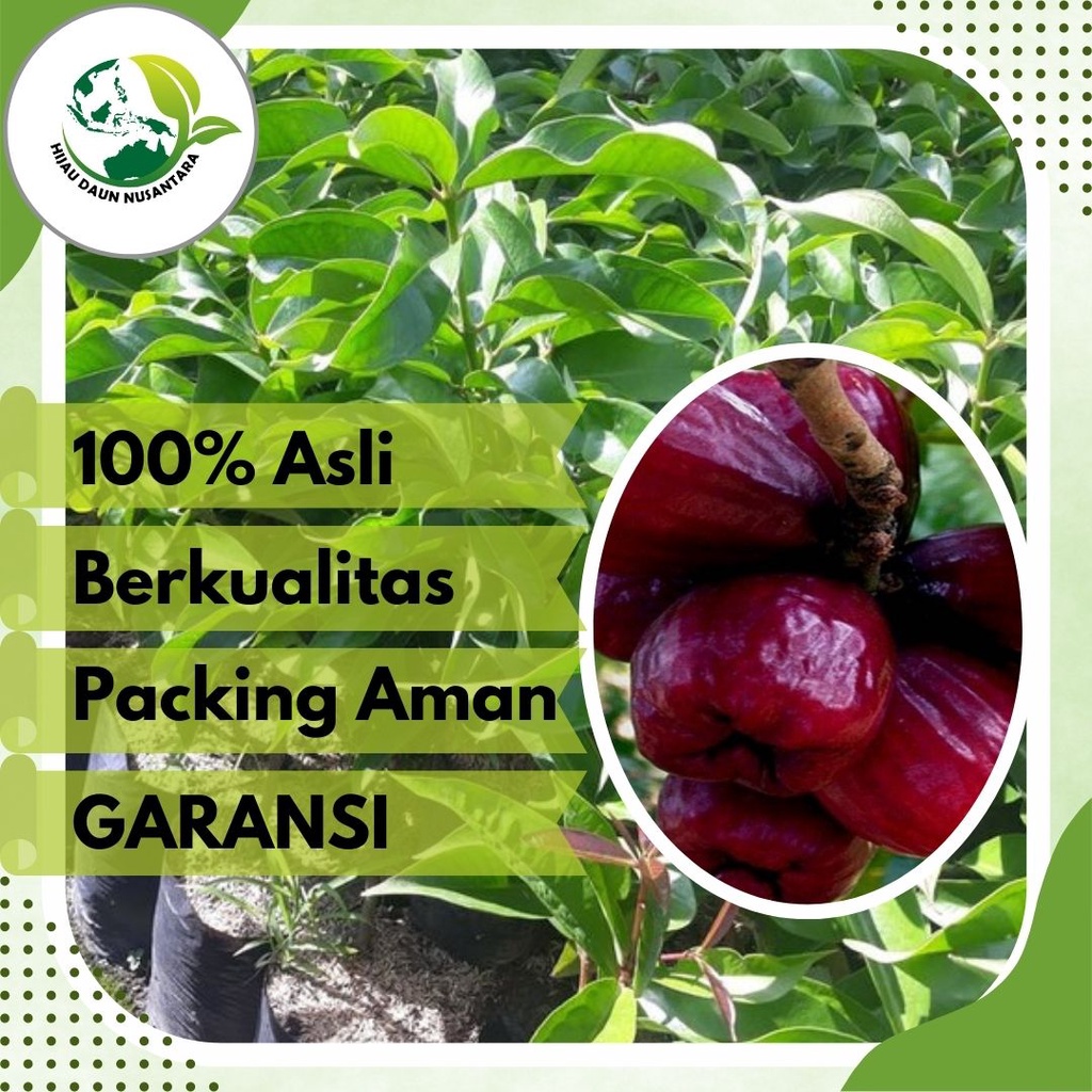 Jual Bibit Jambu Jamaika Jumbo Jambu Bol Asli Tanaman Buah Hasil ...
