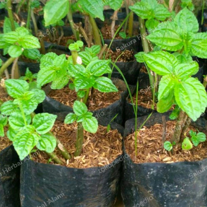 Jual promo terbaik bibit pohpohan daun lalap siap tanam/Tanaman ...