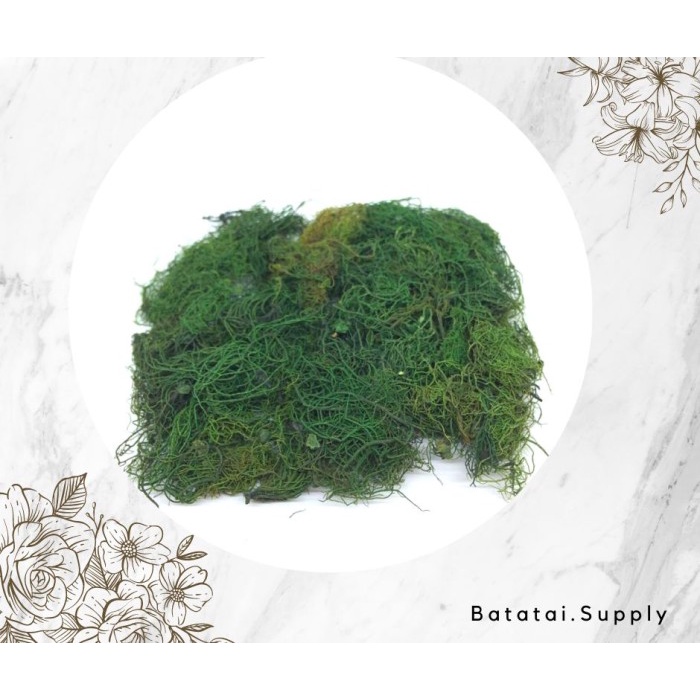 Jual Rumput Hijau / dried flower / preserved flower / akar angin lokal ...