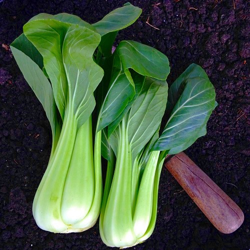 Jual isi 50 Biji - Benih Sawi pakcoy GREEN, pak choy / pakchoy sangat ...