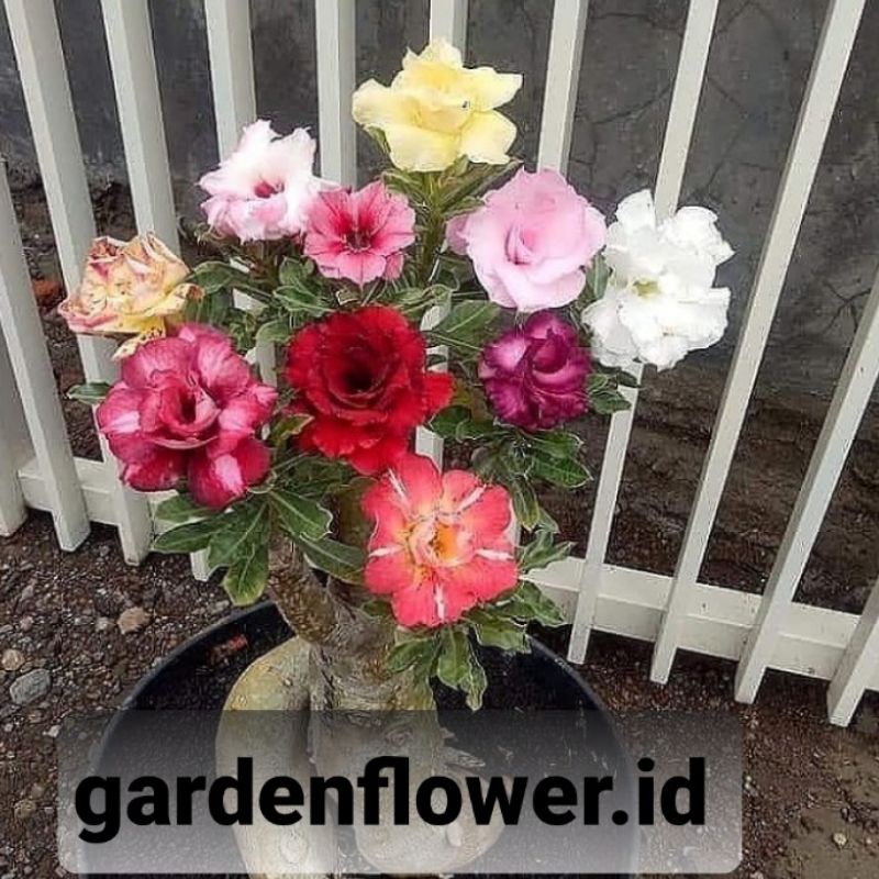 Jual adenium unik warna warni langka (Asli) /ADENIUM BUNGA TUMPUK ...
