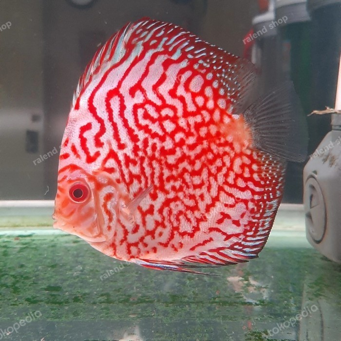 Jual IKAN DISCUS JENIS RED PIGEON 4 inchi Good Quality | Shopee Indonesia