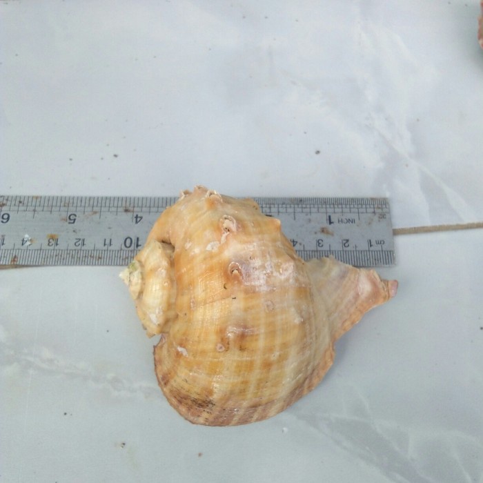 Jual cangkang kelomang besar - cangkang kelomang - kelomang | Shopee Indonesia