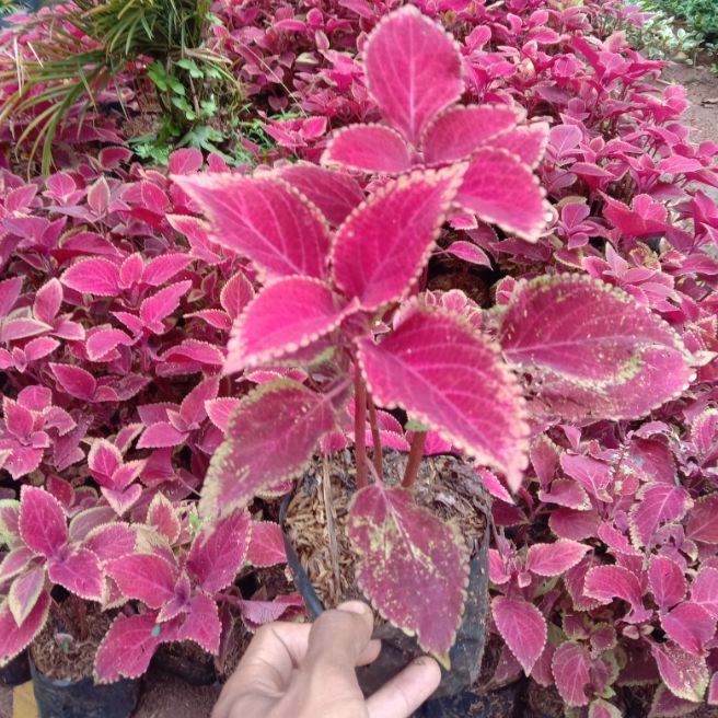 Jual Tanaman Hias Miyana Merah / Pohon Miana Merah / Tanaman Miyana ...