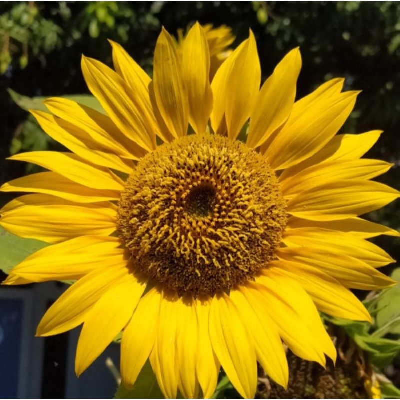 Jual 5 Biji - Benih Bunga MATAHARI IPB BM1 -REPACK F1 SEED | Shopee Indonesia