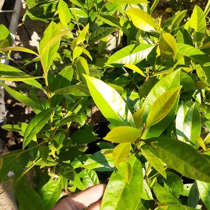 Jual Tanaman daun salam, daun bumbu masakc daun rempah, foto asli ya ...