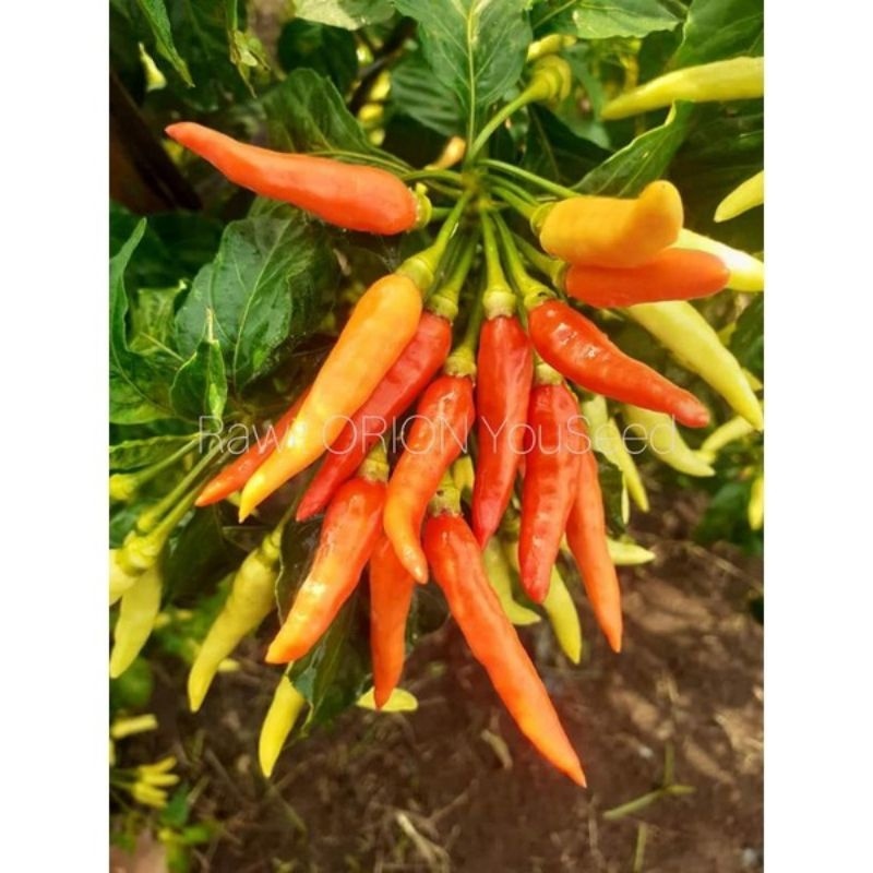 Jual ISI 100 BENIH BIJI Bibit Cabe Rawit Dompol Orion F1 Tahan Virus ...
