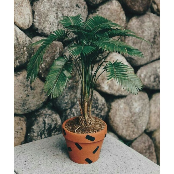 Jual tanaman palem paris(Calamus ciliaris) -dekorasi rumah-indoor ...