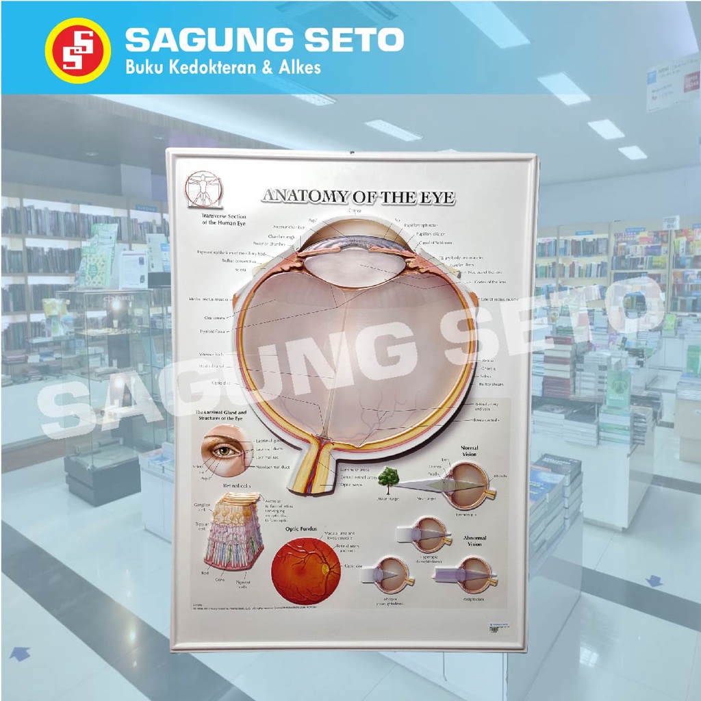 Jual POSTER ANATOMY OF THE EYE 3D BS109RR-M / POSTER ANATOMI MATA 3D ...