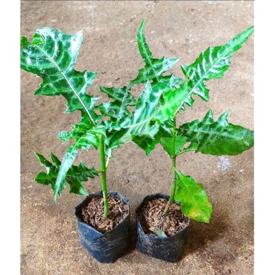 Jual Bibit Daruju Mantap,Bibit Jeruju,Tanaman Herbal Jeruju | Shopee ...
