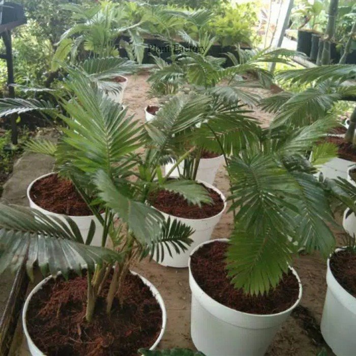 Jual Bibit Tanaman Hias Palem Rotan - Palem Paris Mini Berdaun Unik ...