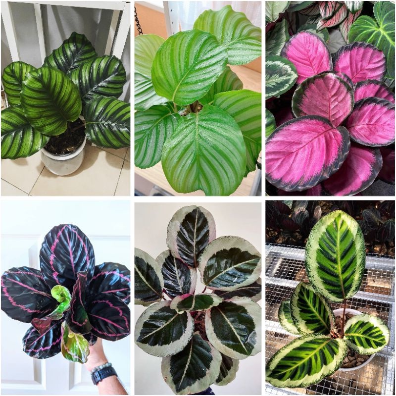 Jual Calathea Crimson / Orbifolia / Angela / rotundifolia / Fasciata ...