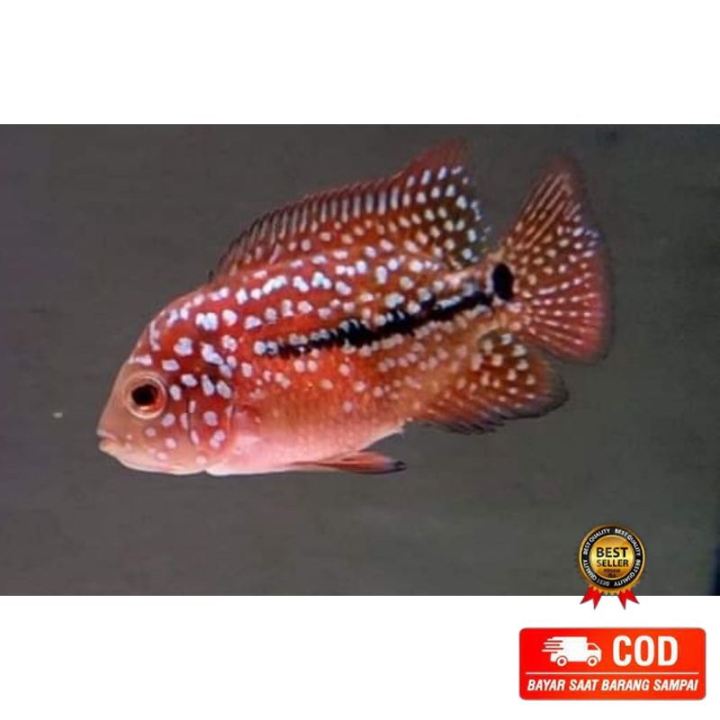 Jual SINLETANK BIG UPDATE VIP!!! Burayak Ikan Louhan Kamfa F2 Vrs ...