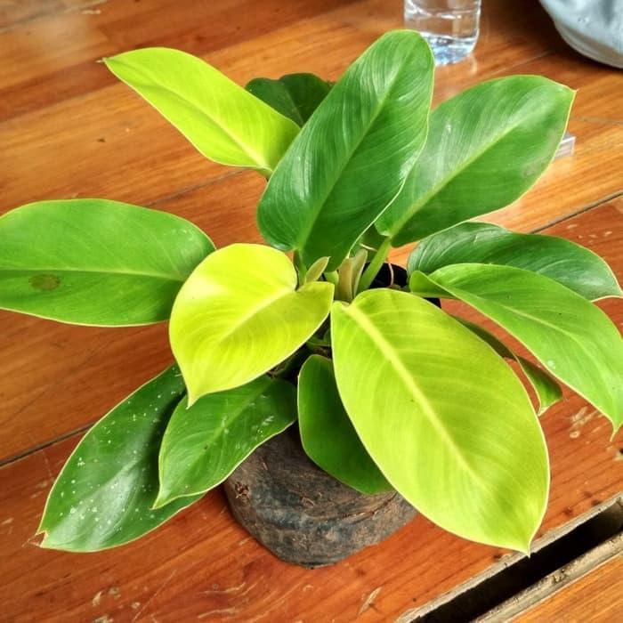 Jual Tanaman hias philodendron lemon - Tanaman philo lemon / Pohon ...