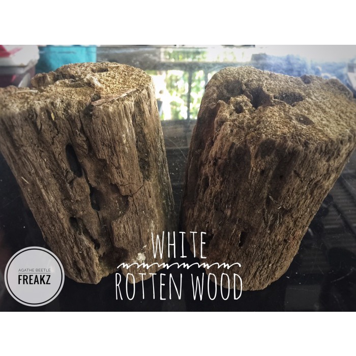 Jual Kayu Lapuk / White Rotten Wood (Medium) | Shopee Indonesia