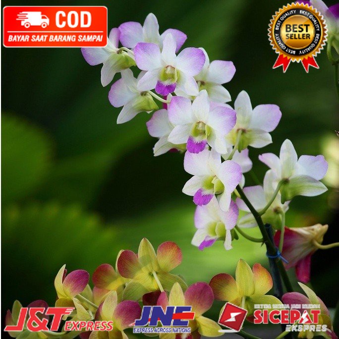 Jual Anggrek Dendrobium Bulat Dewasa Siap Bunga | Shopee Indonesia