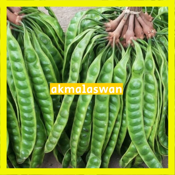 Jual bibit petai/pete | Shopee Indonesia