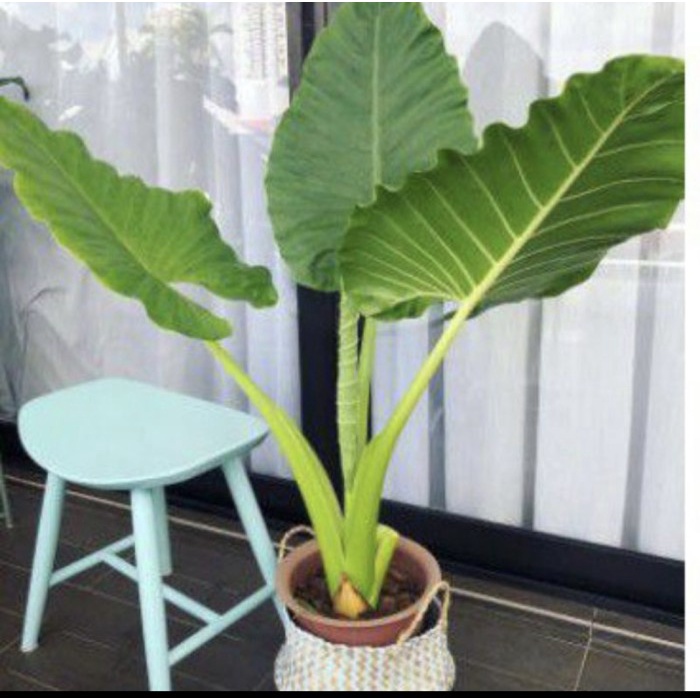 Jual Tanaman sente hijau // sente hijau // talas hijau | Shopee Indonesia