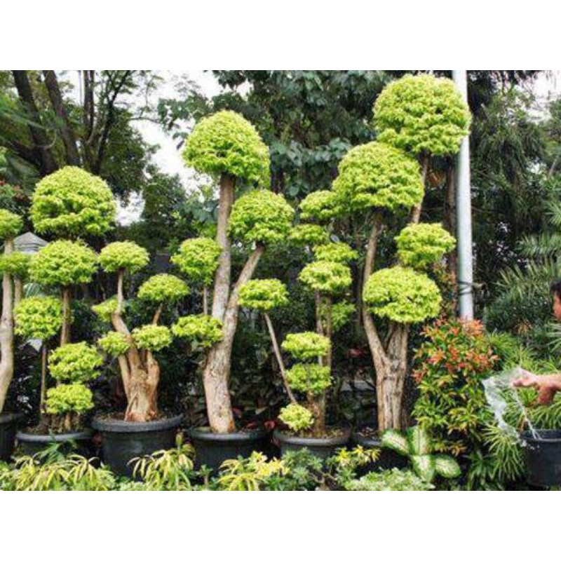 Jual PROMO!!! Tanaman Hias anting putri 1 meter - pohon anting putri/bonsai anting putri ...