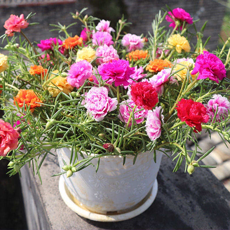Jual 100pcs Moss Rose seeds[easy to grow] benih bunga unggul biji bibit ...