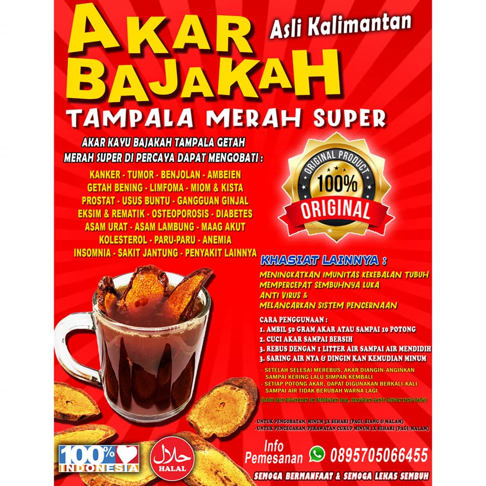 Jual HERBAL SUKU DAYAK ASLI KALIMANTAN - AKAR KAYU BAJAKAH TAMPALA ...