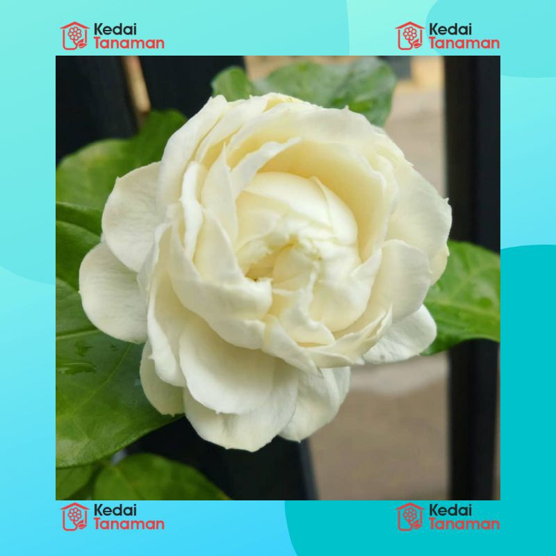 Jual Tanaman Wangi Bunga Hias Melati - Bibit Tanaman Hias Jasmine Bunga ...