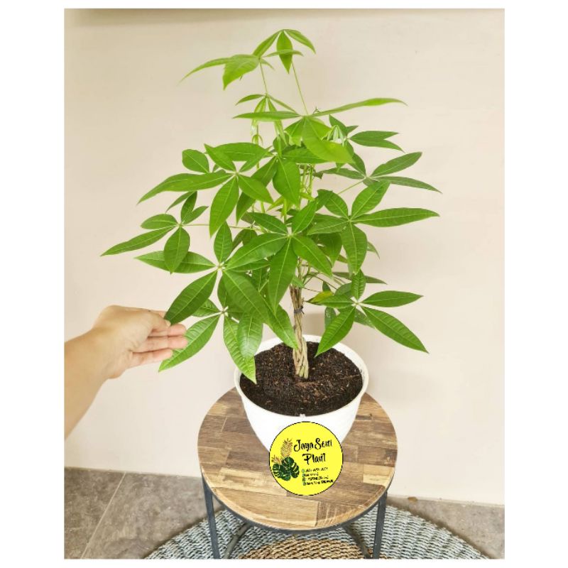 Jual PROMO!!! TANAMAN HIAS POHON MONEY TREE/POHON PACHIRA + POT PUTIH ...