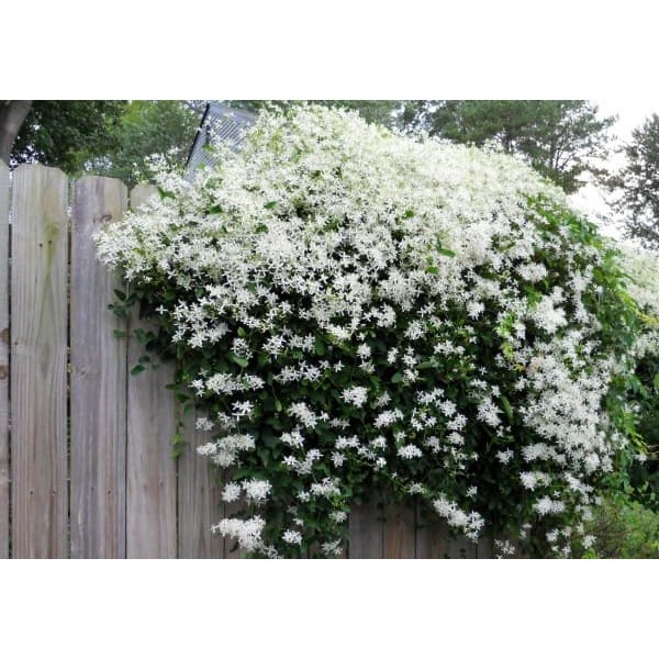 Jual Bunga Merambat Petrea - Tanaman Hias Merambat Bunga Petrea - Bunga ...