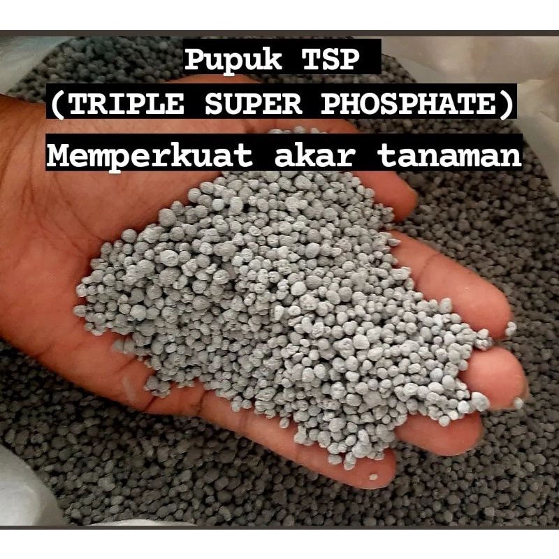 Jual PUPUK TSP MEMPERKUAT AKAR TANAMAN DAN PENGISI BUAH 10kg | Shopee Indonesia