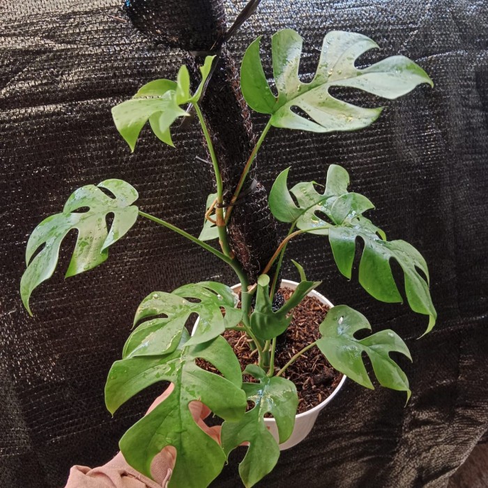 Jual tanaman hias monstera mini tetrasperma, siap pajang + pot pth ...
