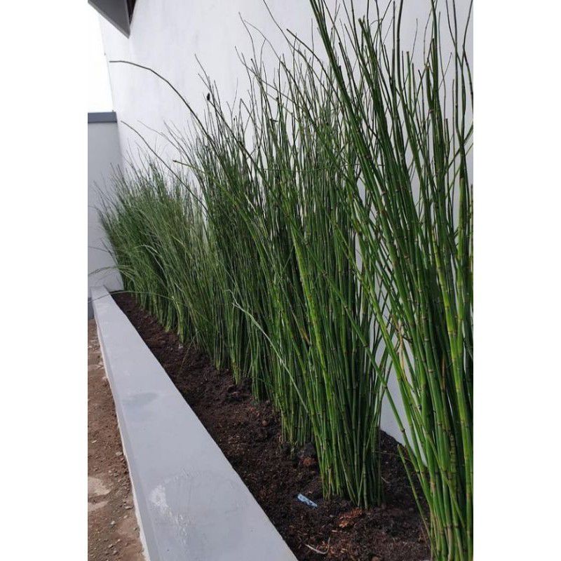 Jual MURAH!! Tanamanhias Bambu lidi air - bambu air - tanaman tahan air ...