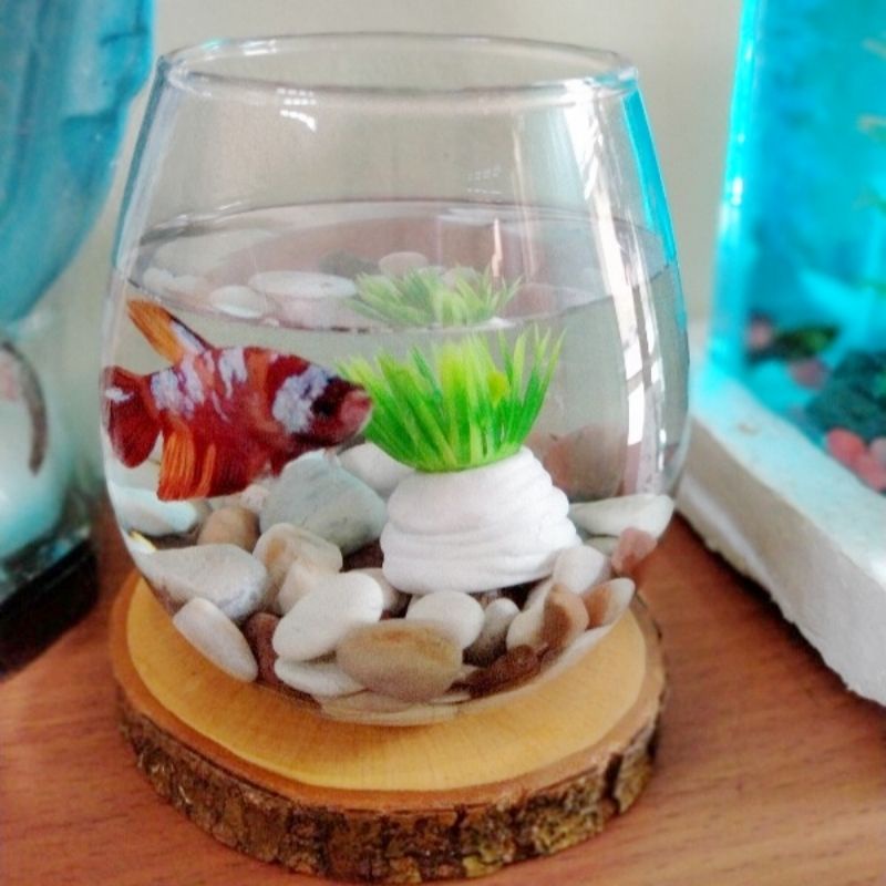 Jual Aquarium Mini Cupang / Akuarium Kaca Aesthetic | Shopee Indonesia