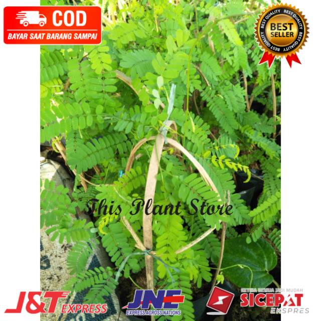 Jual Bibit pohon saga - Tanaman herbal daun saga rambat ( TERLARIS ...