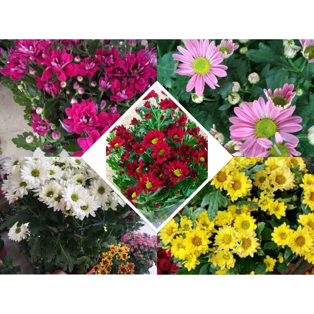 Jual Bunga ASTER KRISAN BERBUNGA - Tanaman Hidup Bunga Hias Aster ...