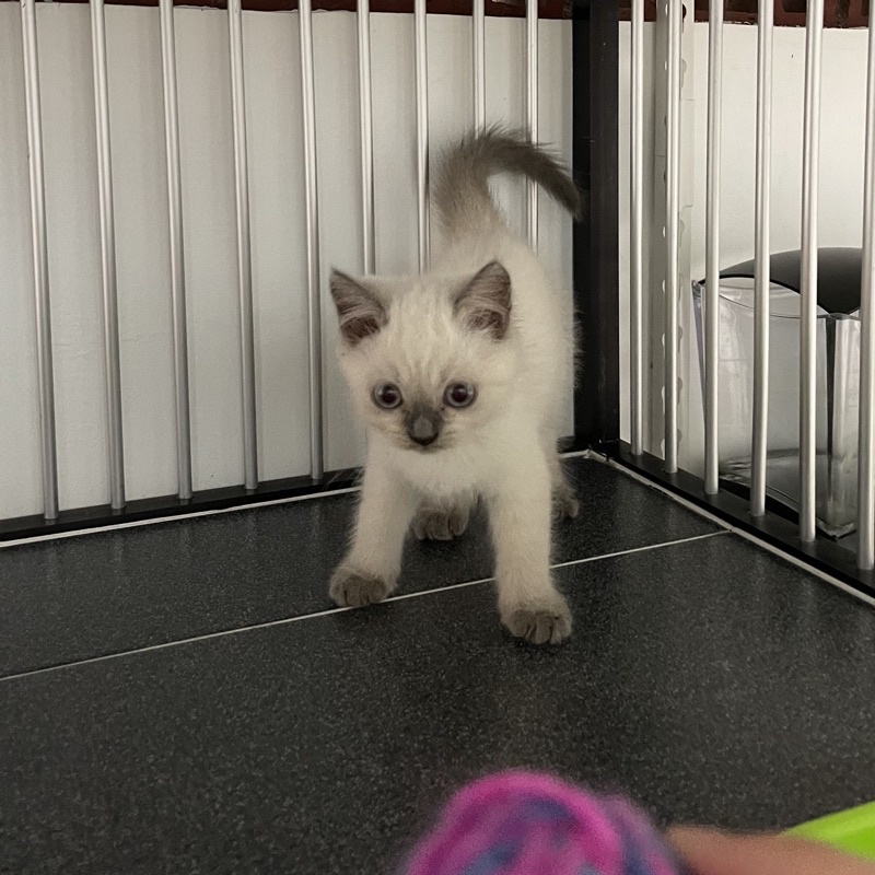 Jual HIMALAYA x MUNCHKIN NS (kitten / anak kucing) | Shopee Indonesia