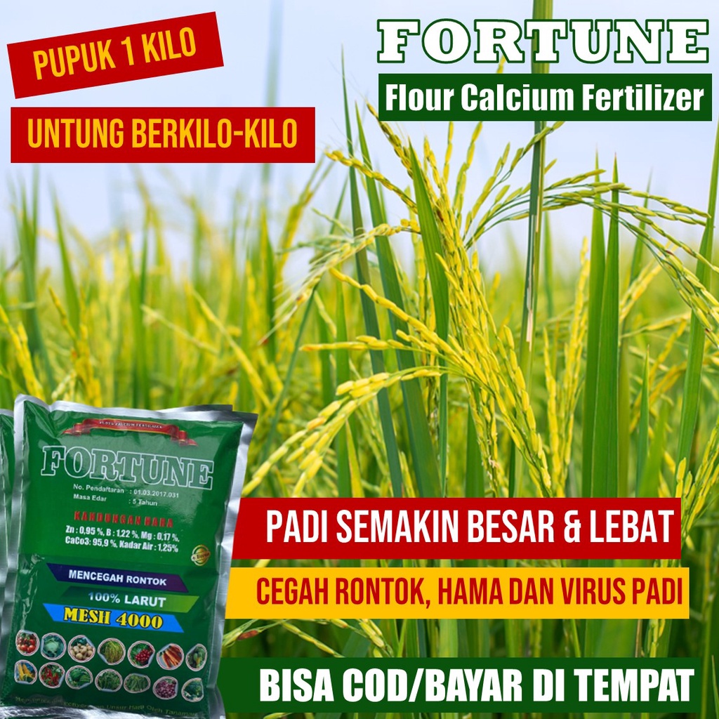Jual 1 KG Booster Padi FORTUNE Cegah Kerdil dan Hawar Tanaman Padi ...
