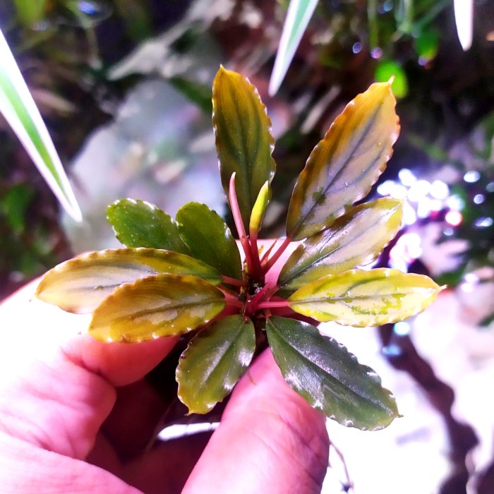 Jual bucephalandra sp ulysses | Shopee Indonesia