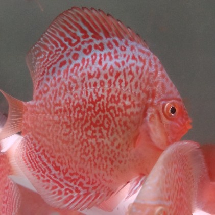 Jual Ikan Discus King Viper Ring SIze 2 inch Body | Shopee Indonesia