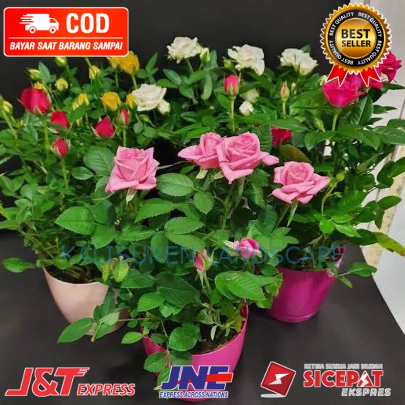 Jual ( BISA COD ) Tanaman Hias Mawar Varian Warna Bunga / Bunga Hias ...