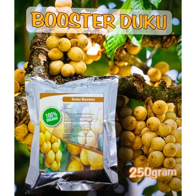 Jual Pupuk Organik Perangsang Buah Duku Booster Penyubur dam Pelebat Buah Duku Agar Cepat ...