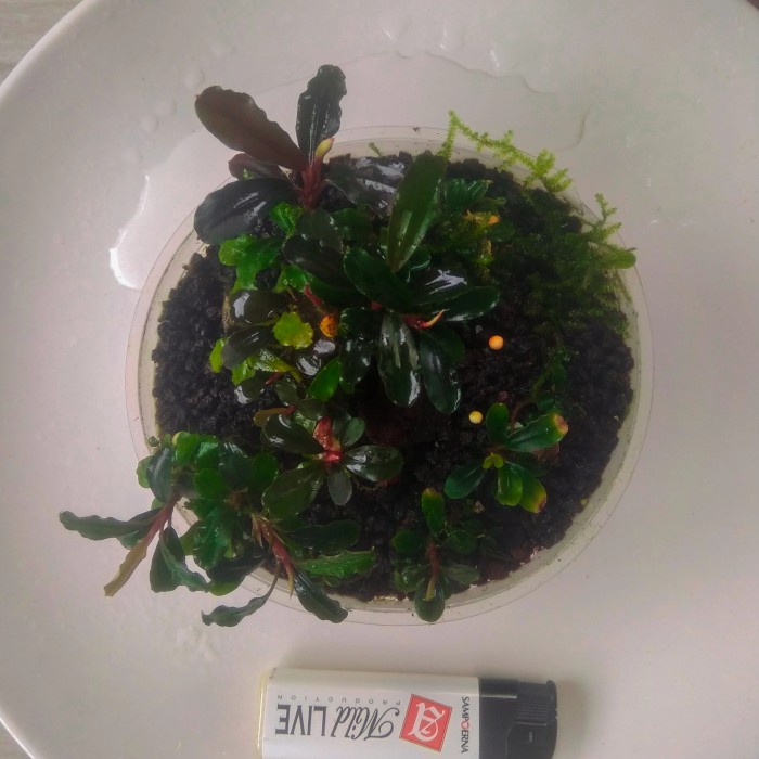 Jual Bucephalandra Brownie Amanda rawatan | Shopee Indonesia
