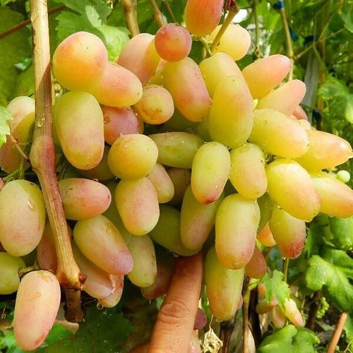 Jual bibit anggur import centurion varian anggur baru bisa COD dan ...